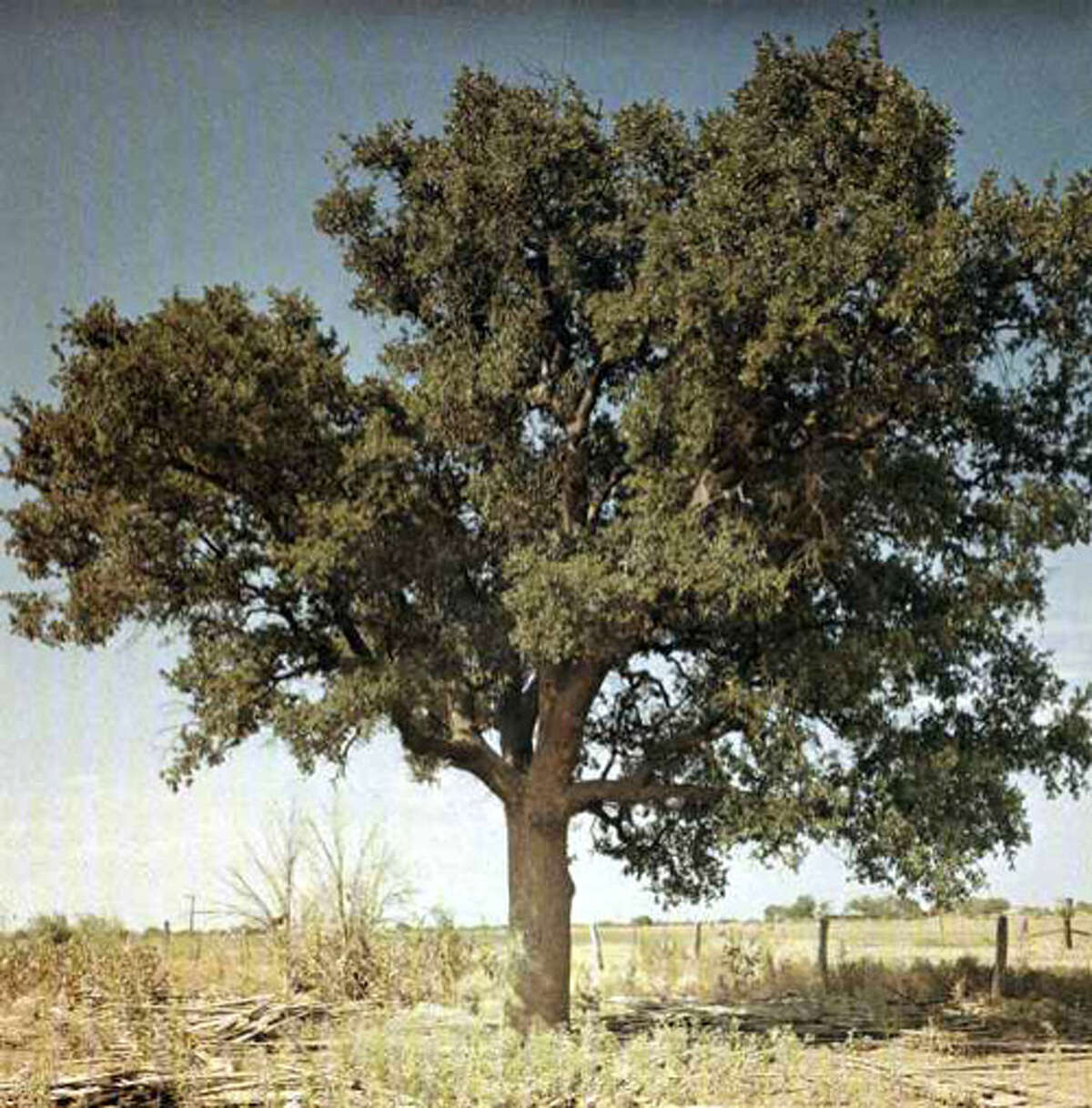 The secrets of Texas history told through its famous trees