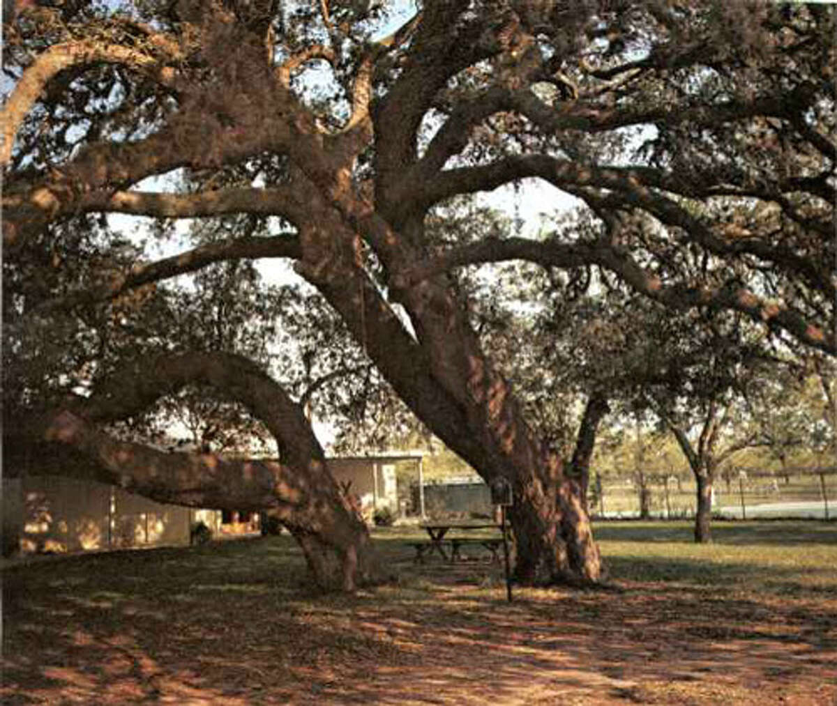 The secrets of Texas history told through its famous trees
