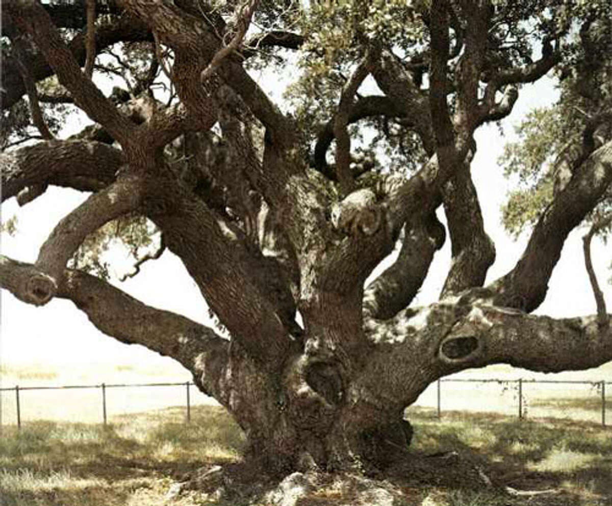 The secrets of Texas history told through its famous trees