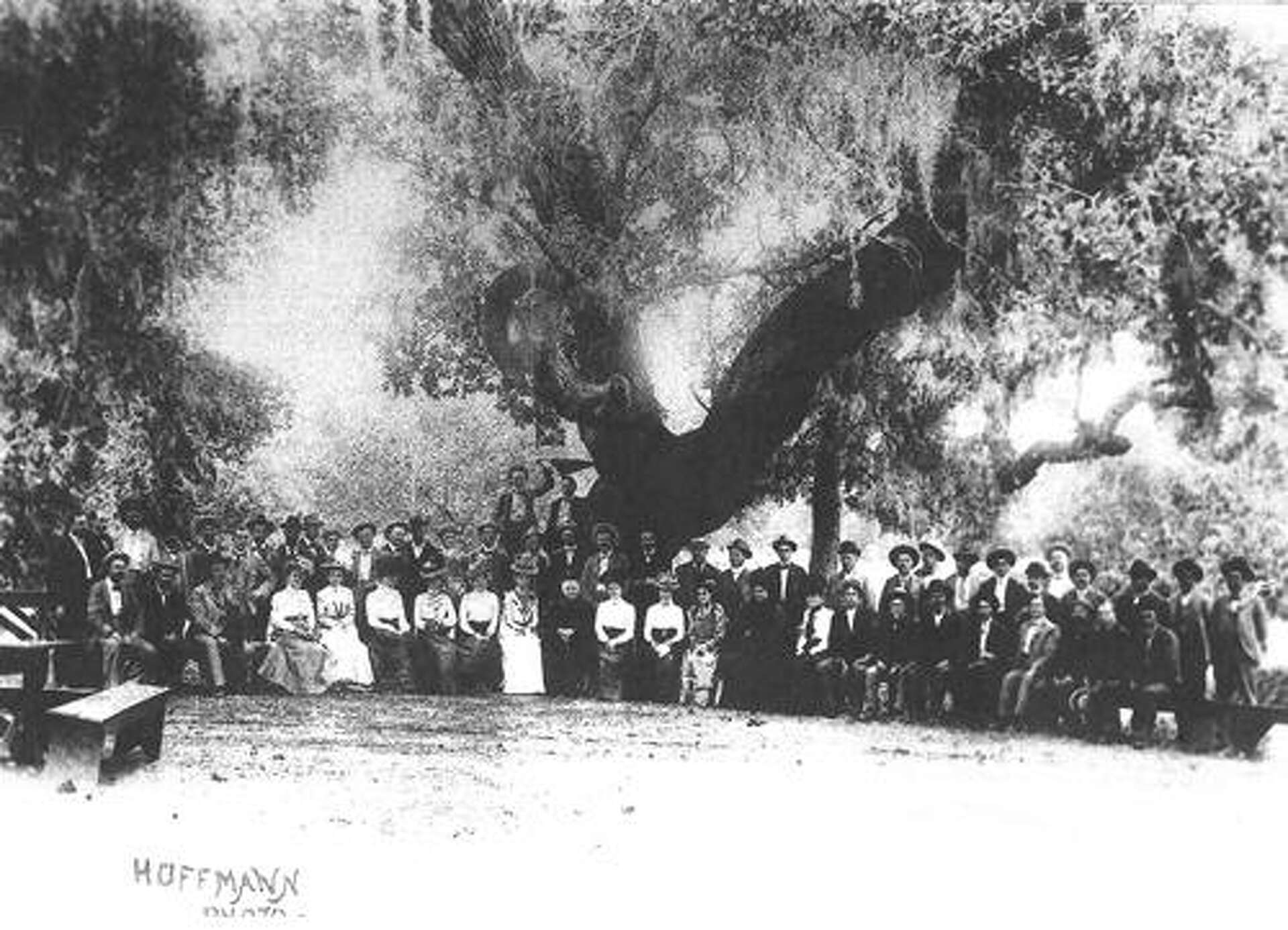 The famous trees in Texas that you can visit this summer