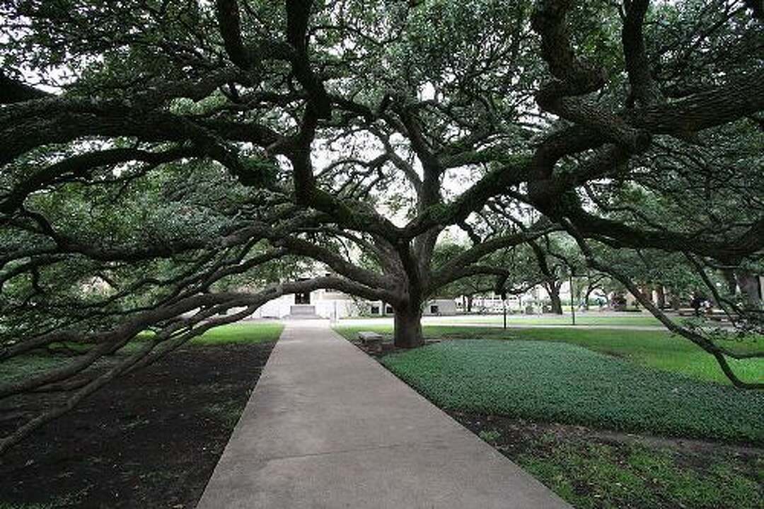The famous trees in Texas that you can visit this summer