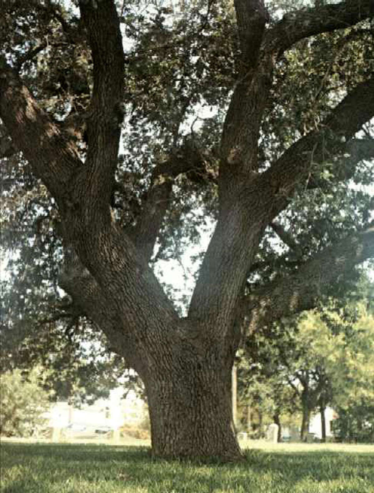 The secrets of Texas history told through its famous trees