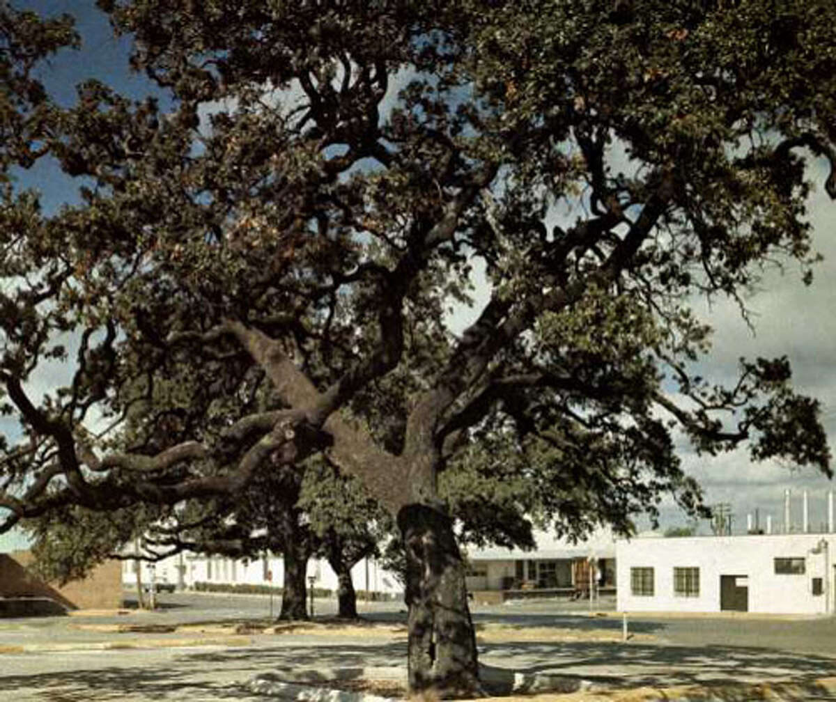 The secrets of Texas history told through its famous trees