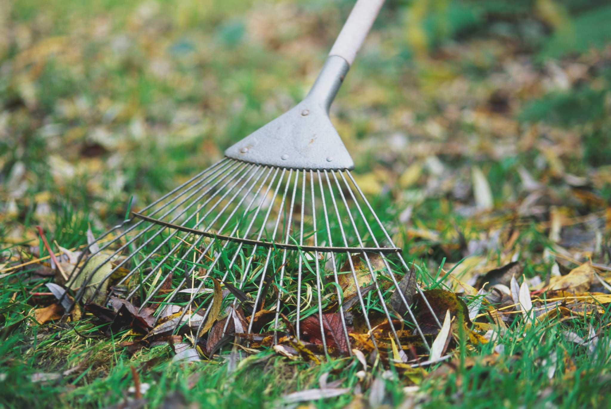 Rake leaves and bag them for compost