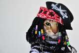 20 cats in costume for National Cat Day