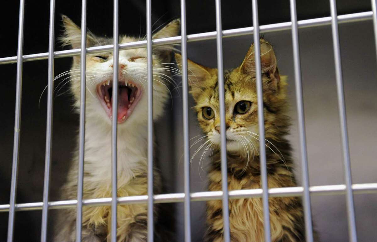 Alleged cat hoarders offered assistance in Schaghticoke