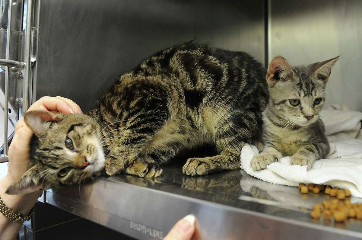 Alleged cat hoarders offered assistance in Schaghticoke