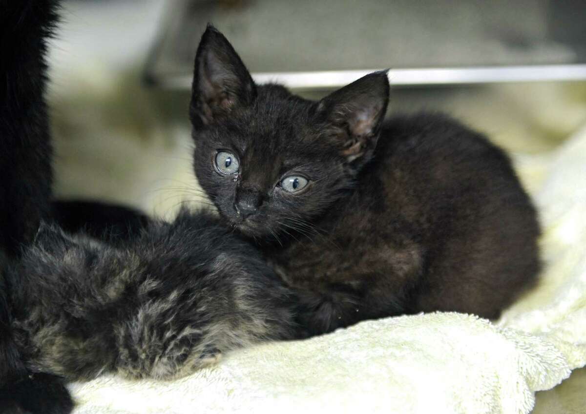 Alleged cat hoarders offered assistance in Schaghticoke