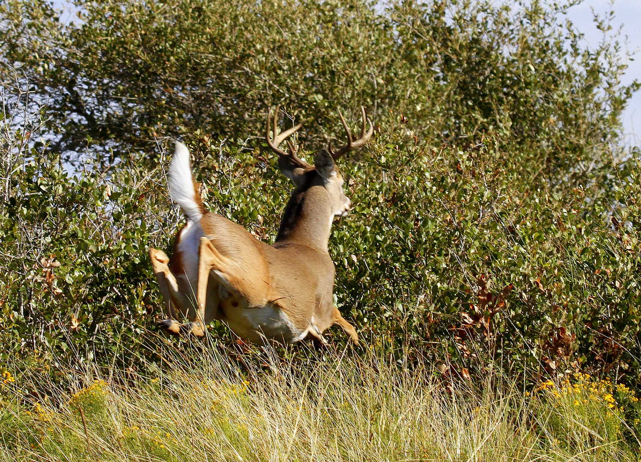A cool start to deer season, but challenges linger