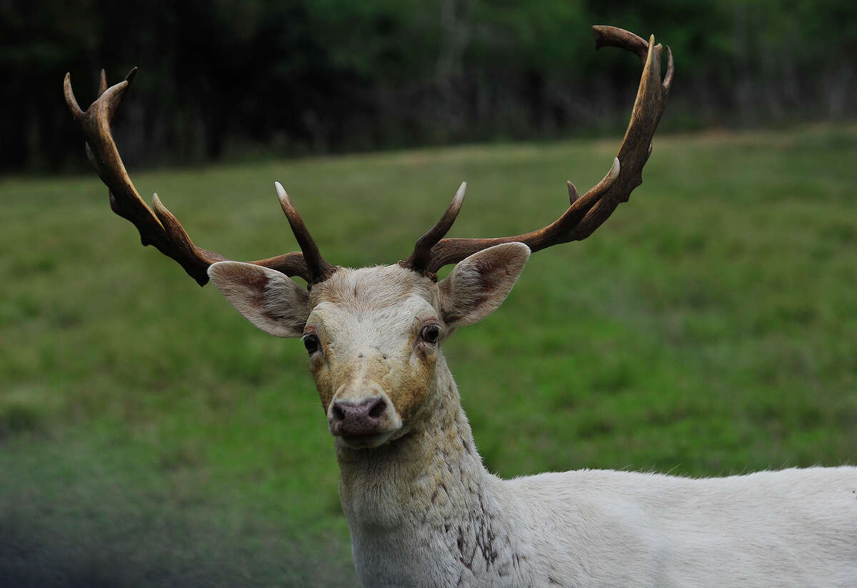 Exotic Deer Downhome in Winnie