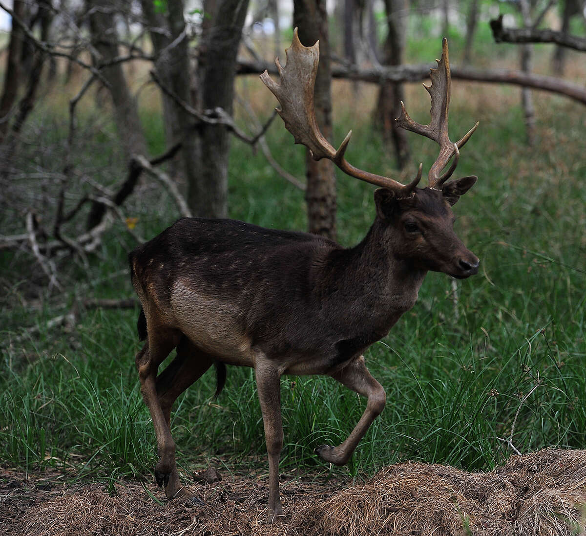 Exotic Deer Downhome in Winnie