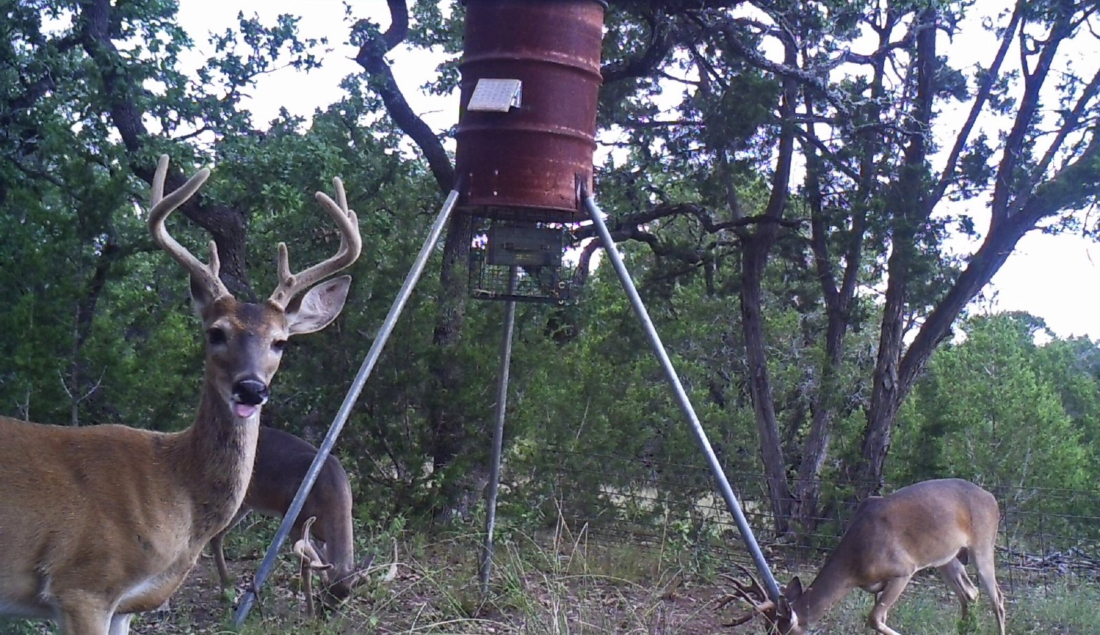 Deer forecast good but season may start slow at feeders