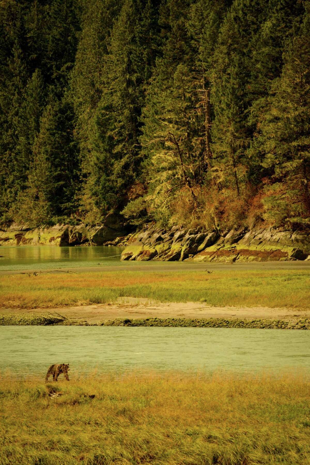 Swim with the salmon on Vancouver Island