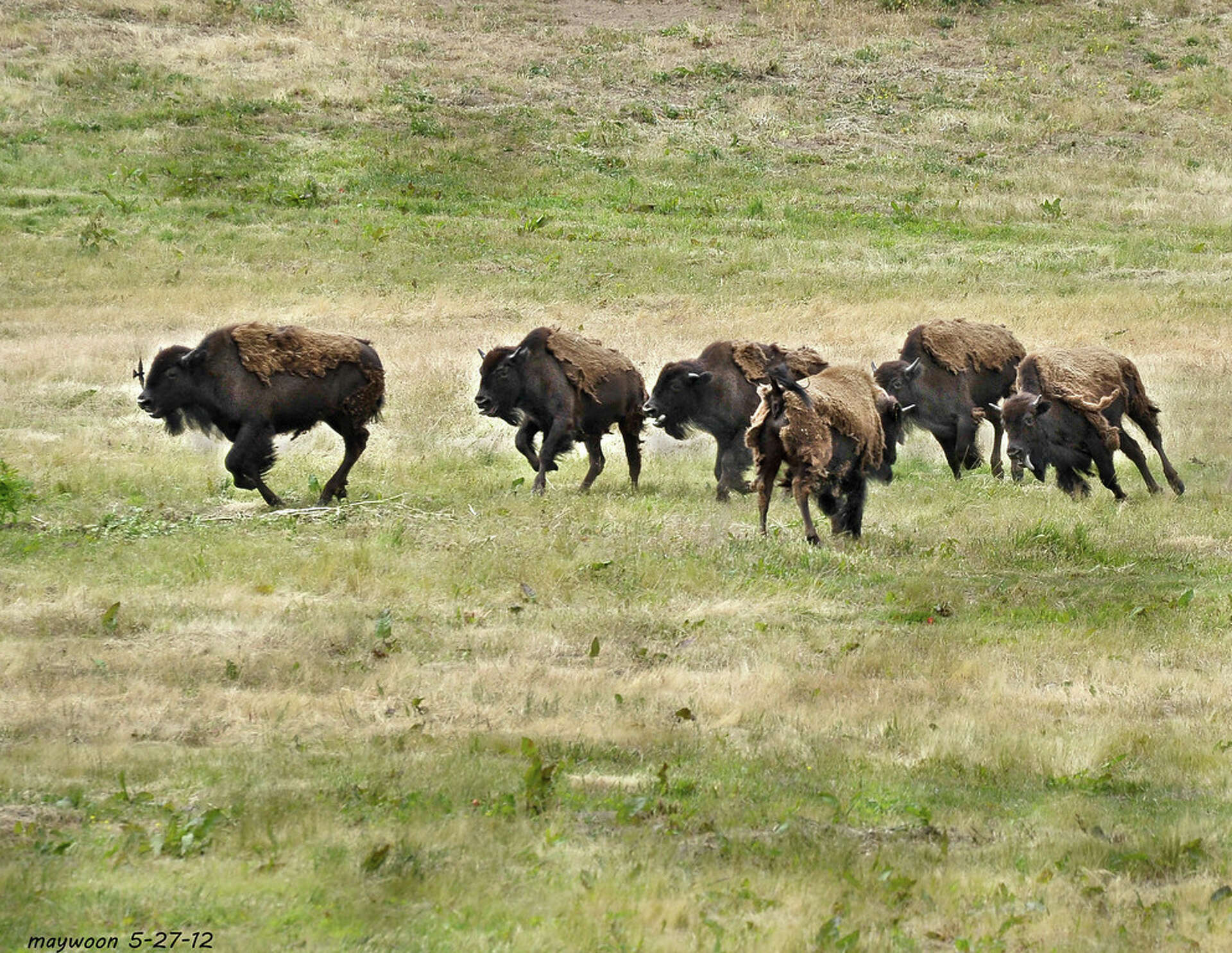Oldest bison at Golden Gate Park dies at 22