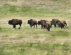 Oldest bison at Golden Gate Park dies at 22