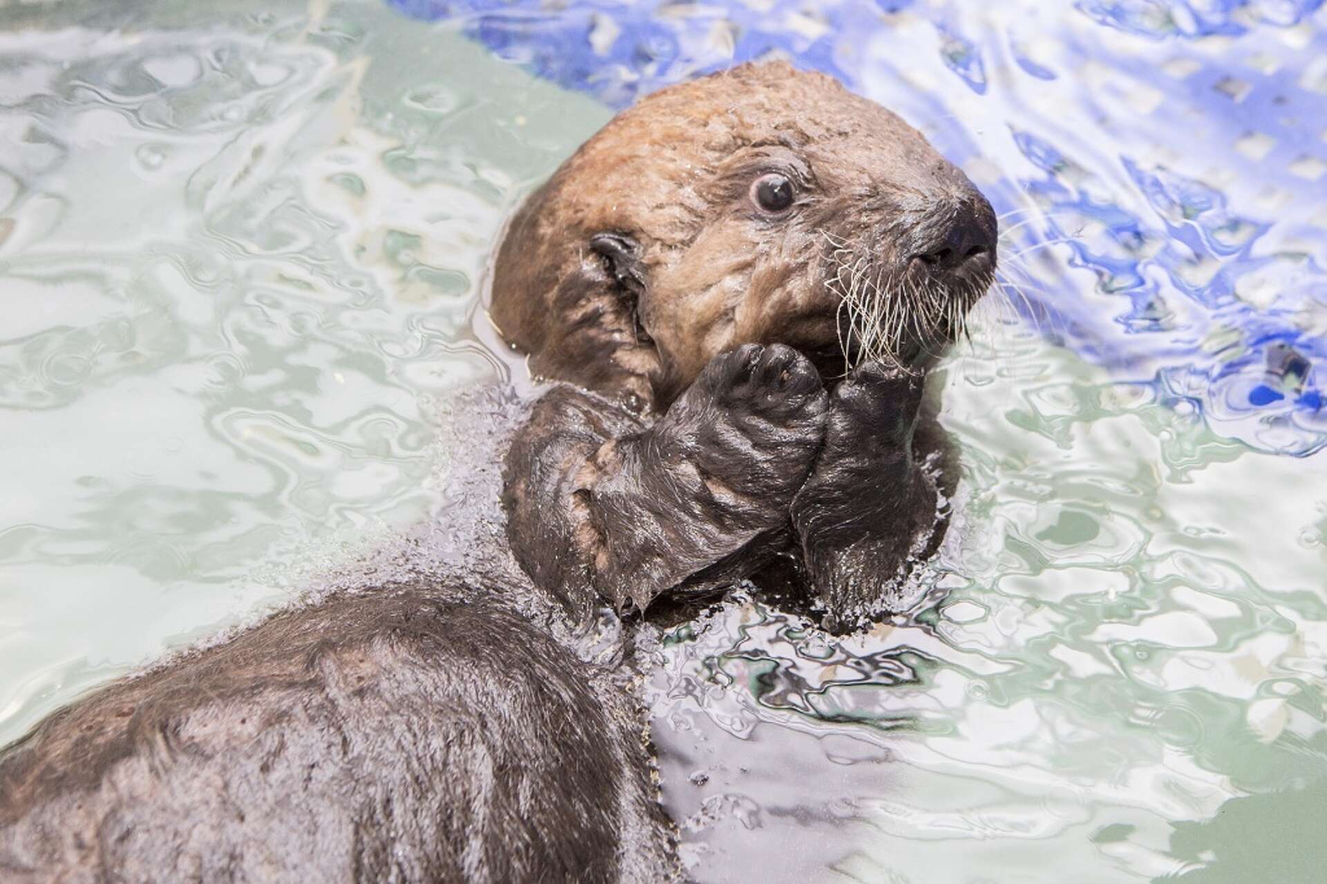 Sea otter pup reunited with mom in cutest video