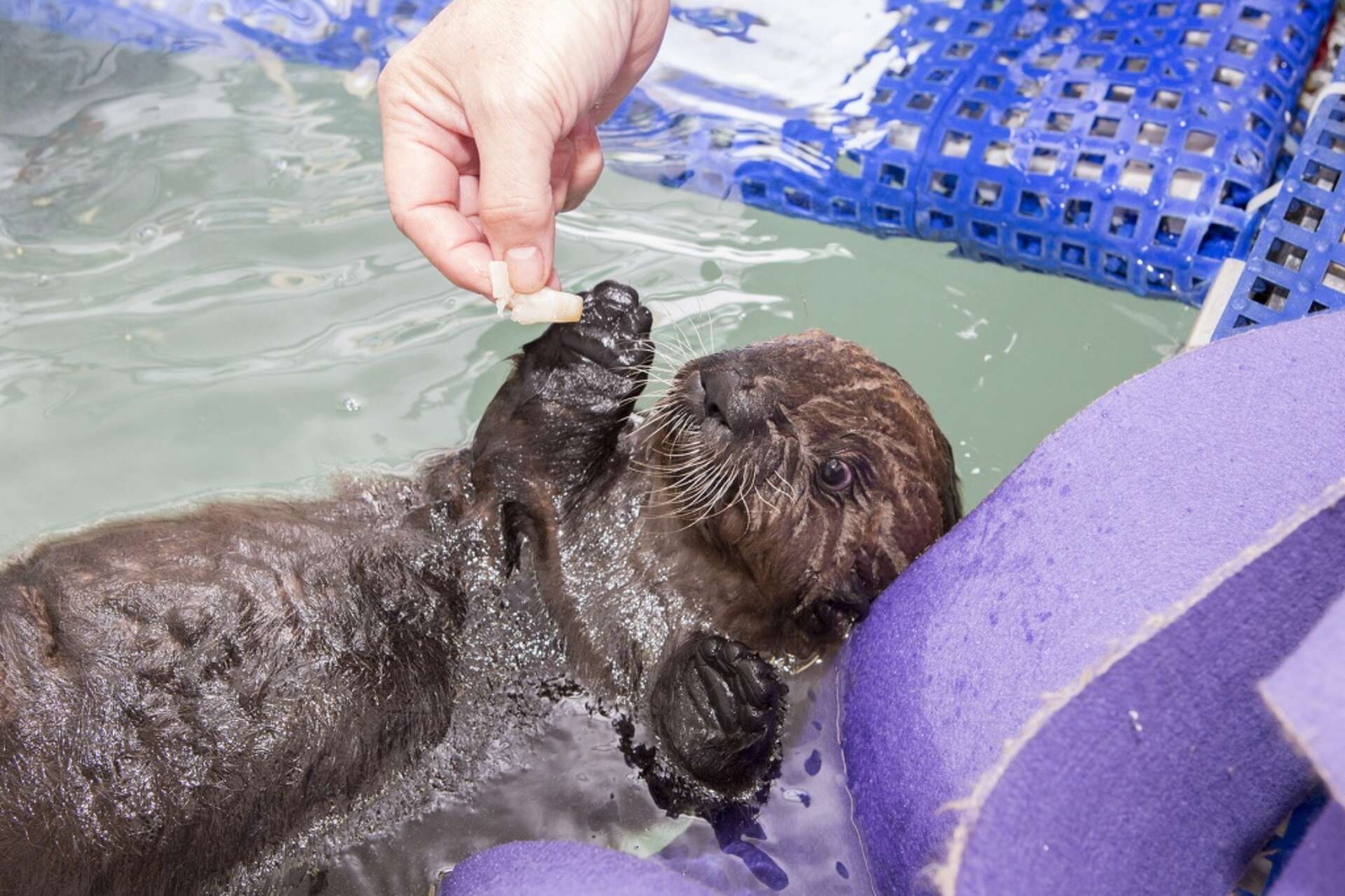 Sea otter pup reunited with mom in cutest video