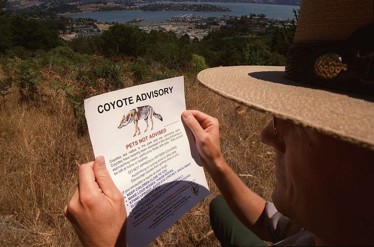 Killing of 11 coyotes in California infuriates conservationists