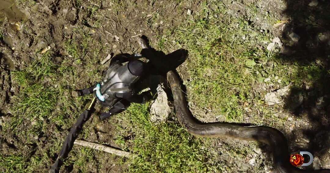 Man in 'snake-proof' suit to be 'eaten' by anaconda during Discovery ...