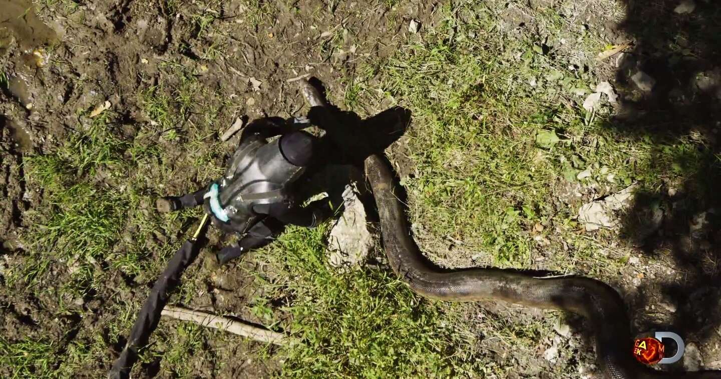 Man in 'snake-proof' suit to be 'eaten' by anaconda during Discovery ...