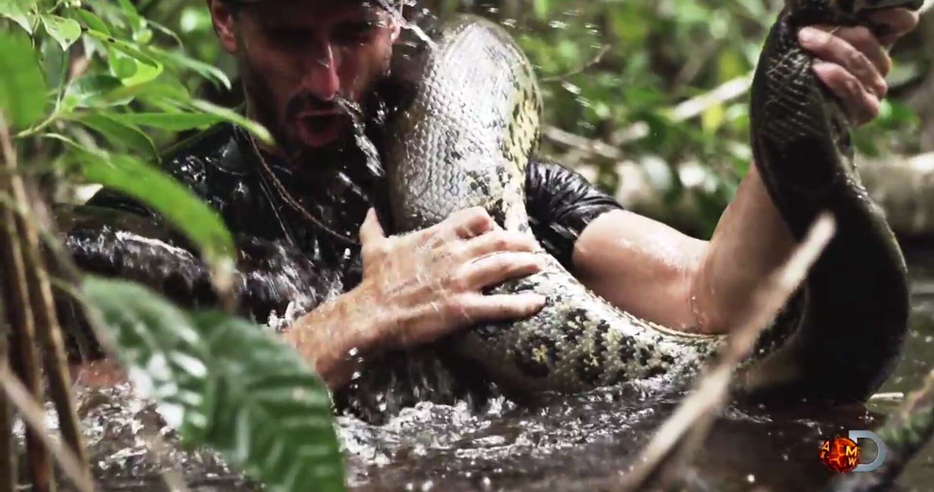 Man in 'snake-proof' suit to be 'eaten' by anaconda during Discovery ...