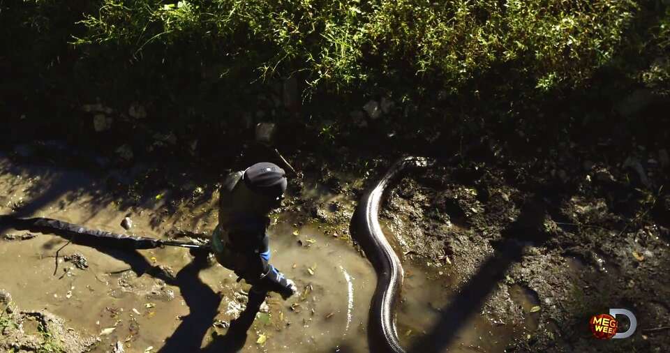 Man in 'snake-proof' suit to be 'eaten' by anaconda during Discovery ...