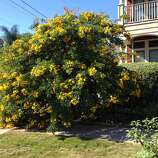 Yellow-flowering cassia is a fall spectacle - Houston Chronicle