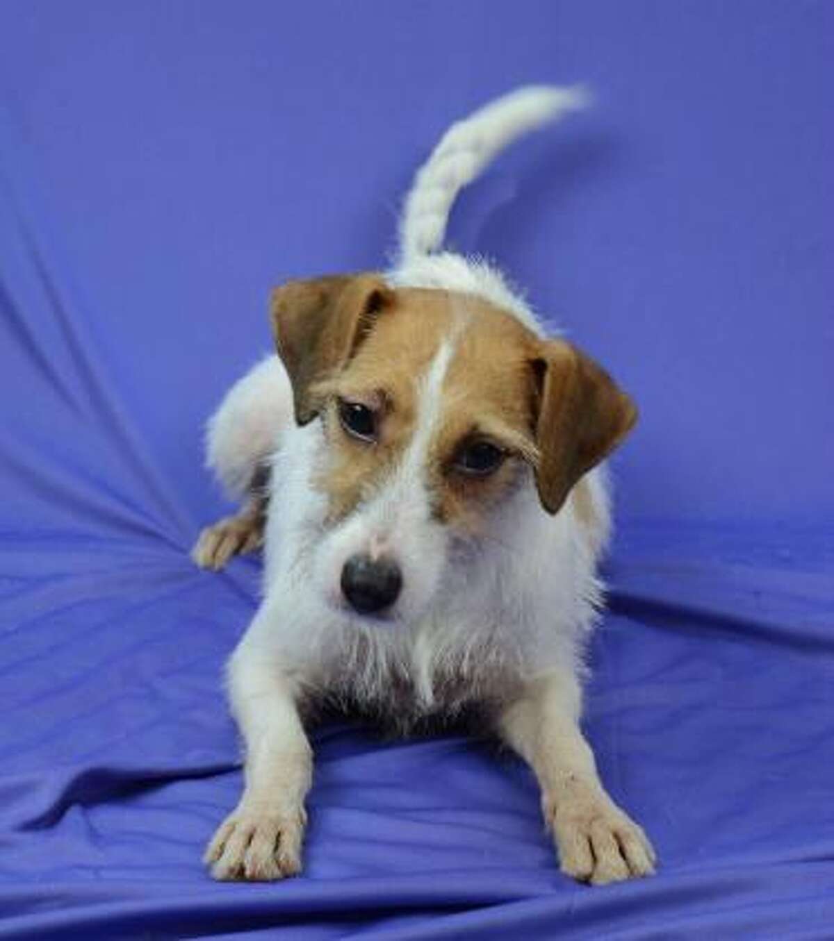 'Pets for Vets' program offers free animal adoptions for Houston veterans