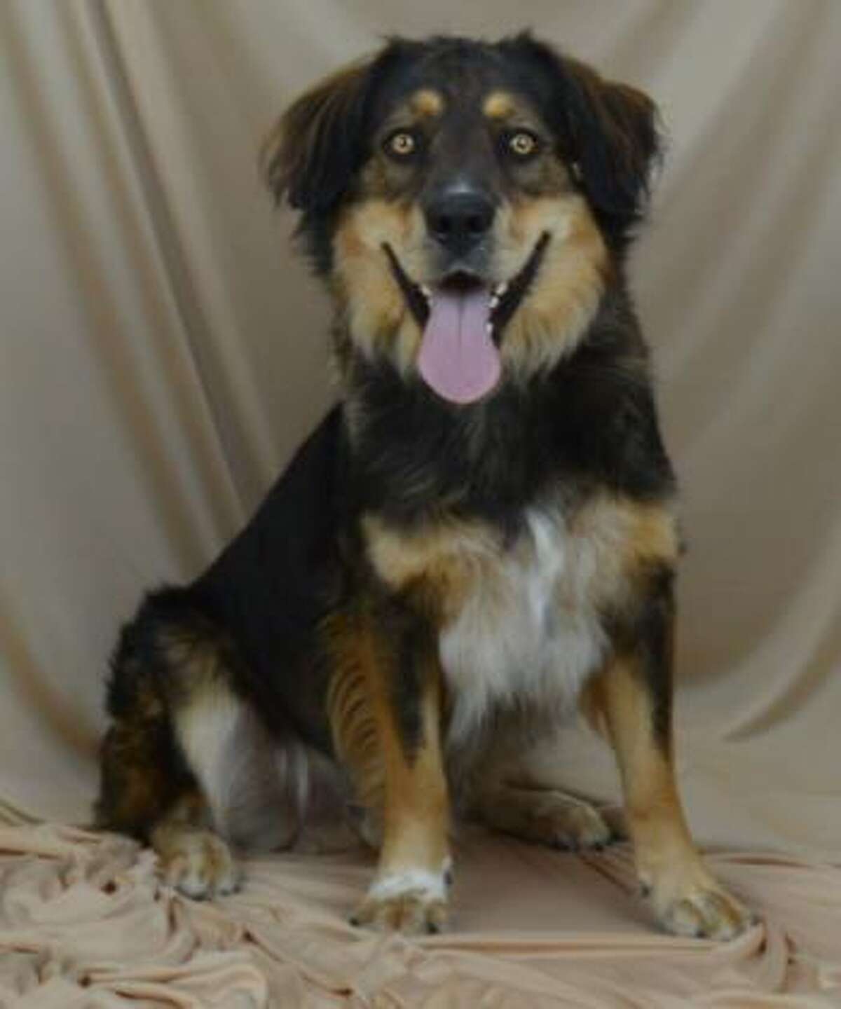 'Pets for Vets' program offers free animal adoptions for Houston veterans