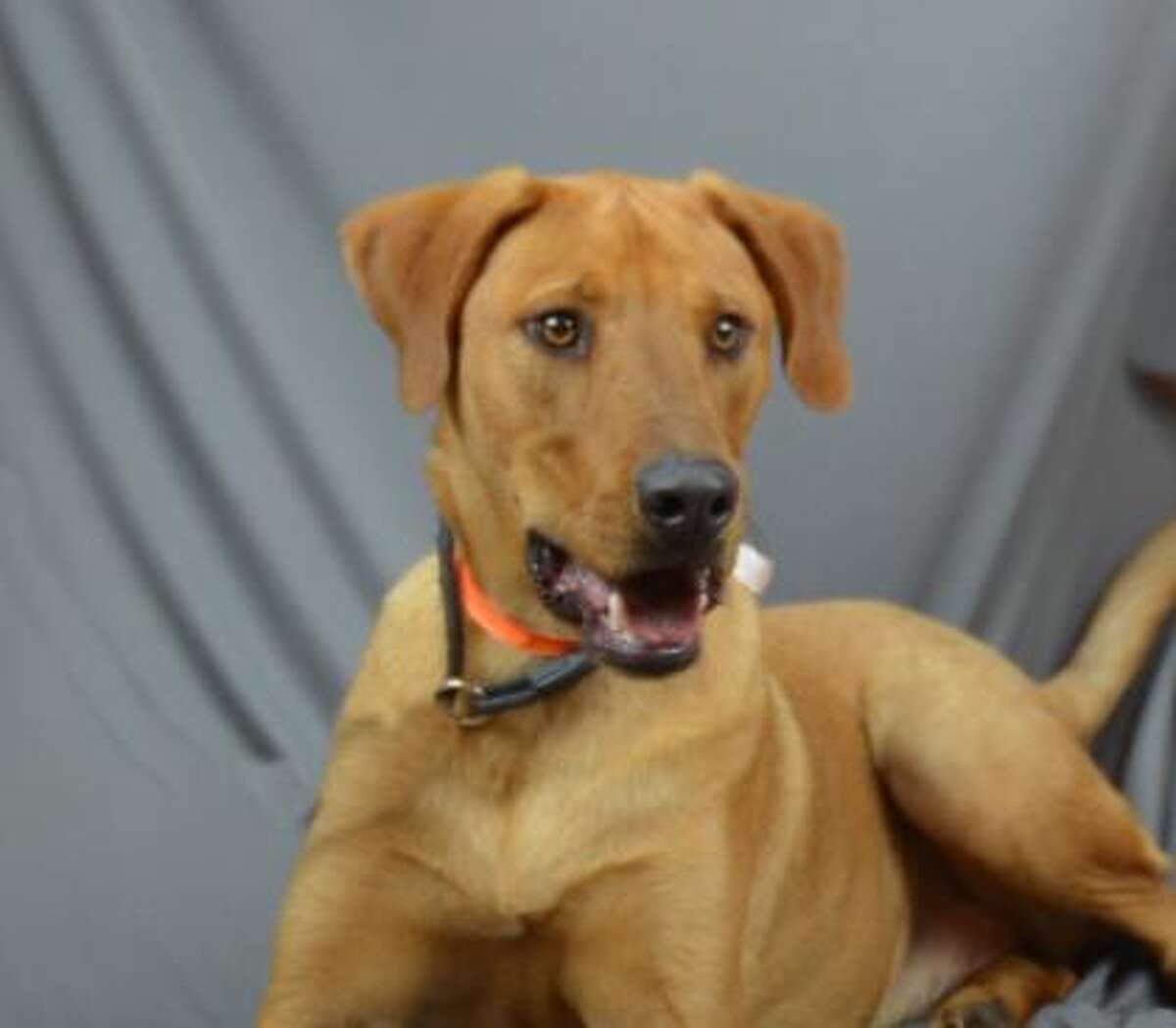 'Pets for Vets' program offers free animal adoptions for Houston veterans