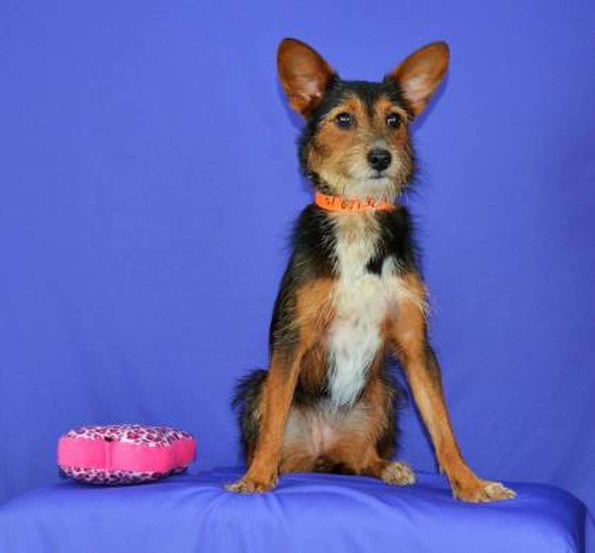 'Pets for Vets' program offers free animal adoptions for Houston veterans