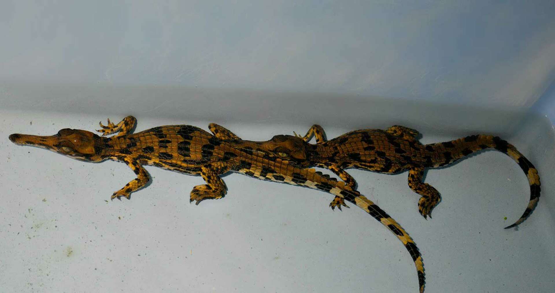 Houston Zoo crocodile hatches ultra-rare baby