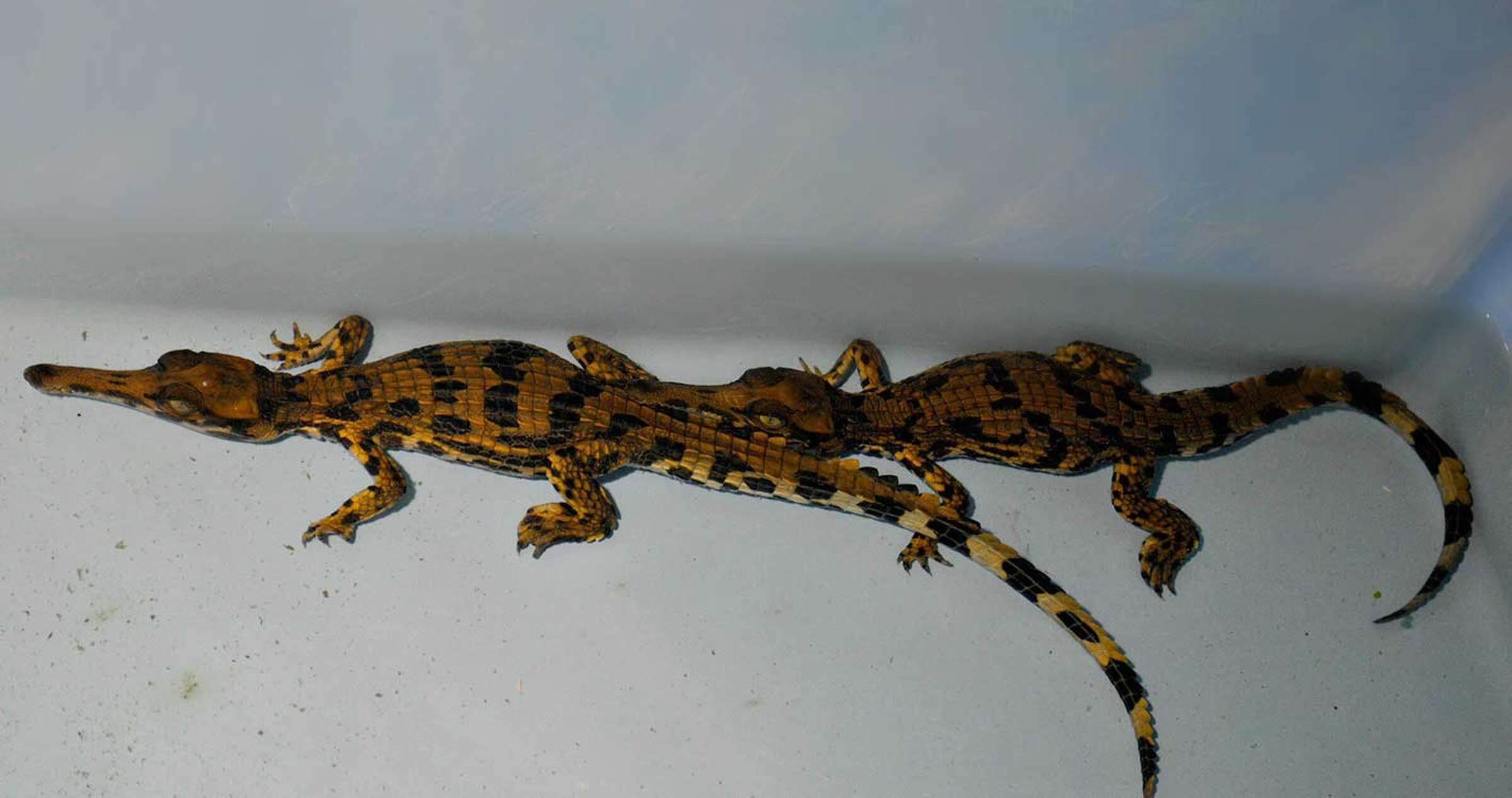 Houston Zoo crocodile hatches ultra-rare baby