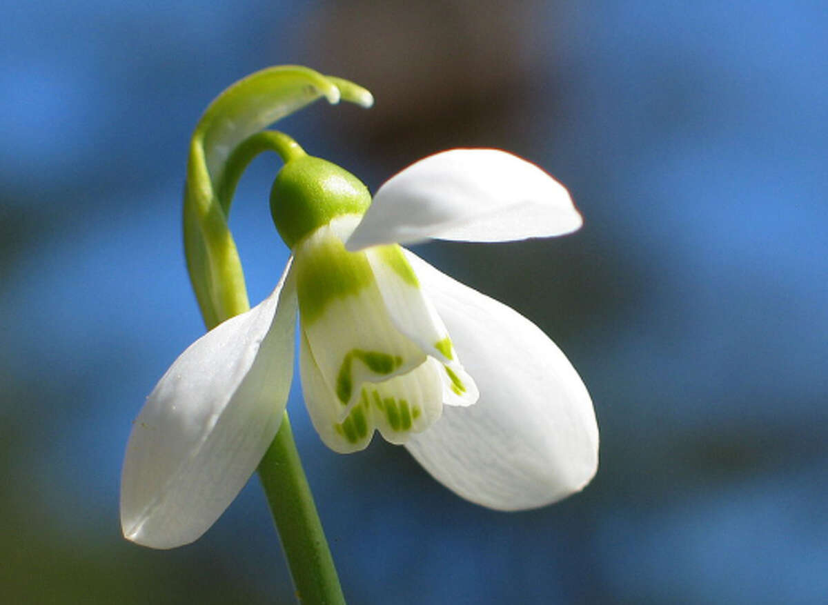 5 flowering bulbs to plant now for spring