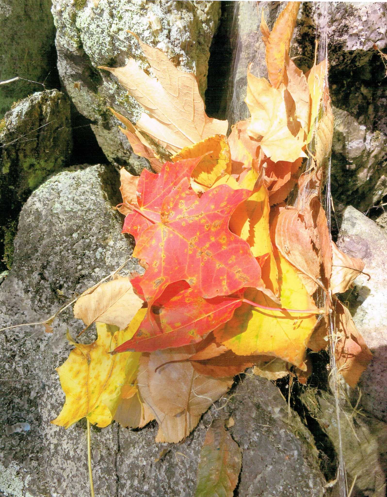 Greenwich Tree Conservancy announces winners of Awesome Tree contest