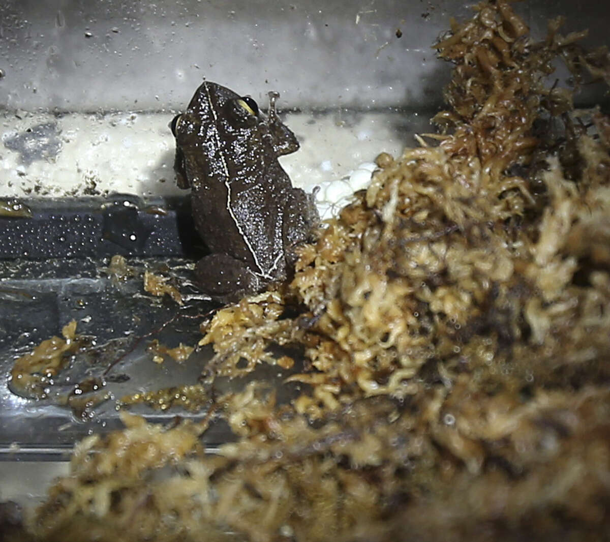 Puerto Rican Society raises funds for native frog
