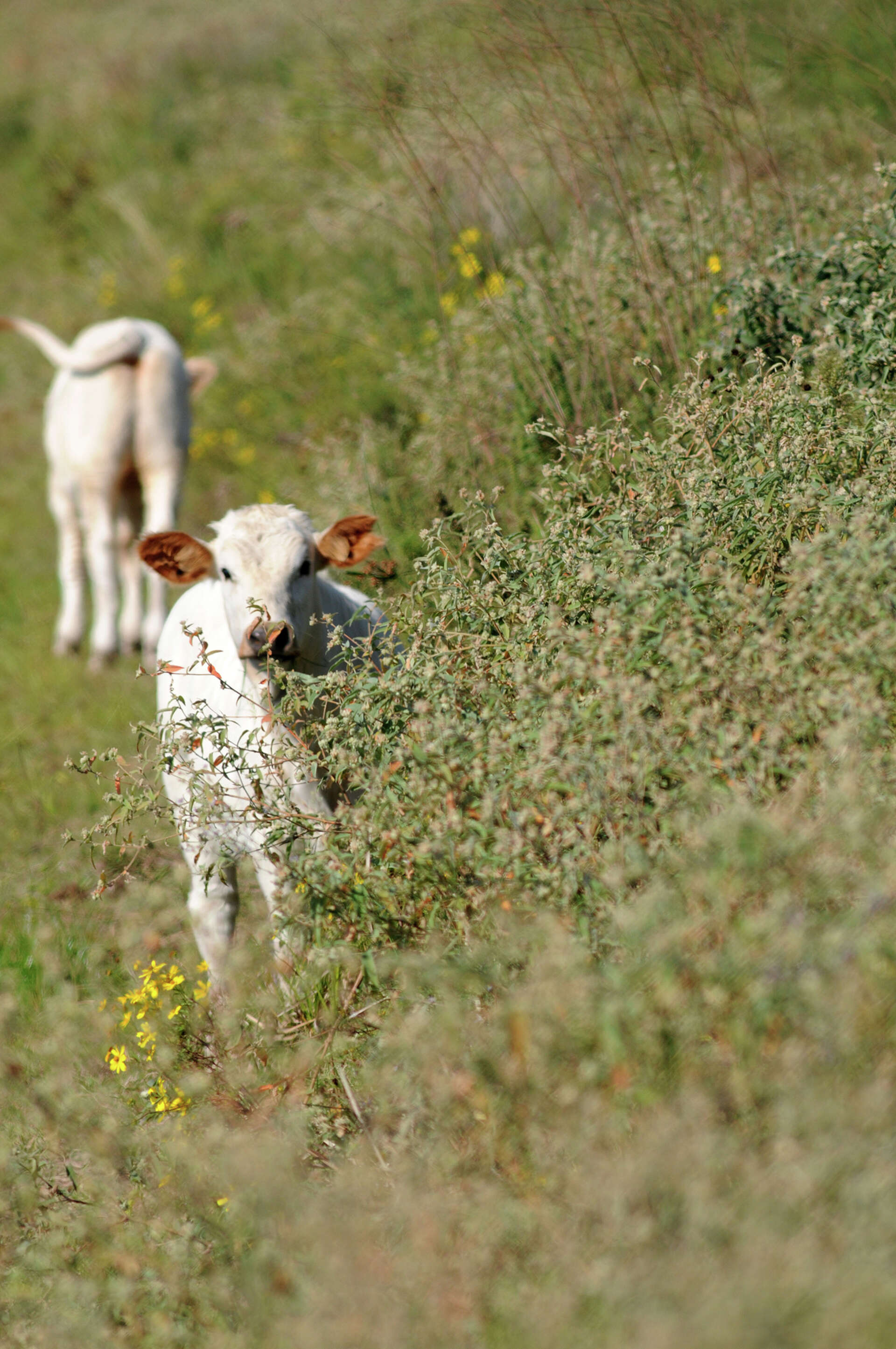 Five coming projects on the Katy Prairie