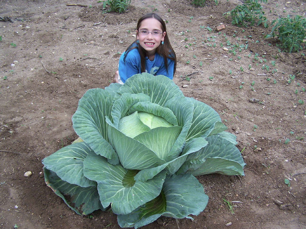 Giant cabbage growing competition introduces kids to gardening and ...