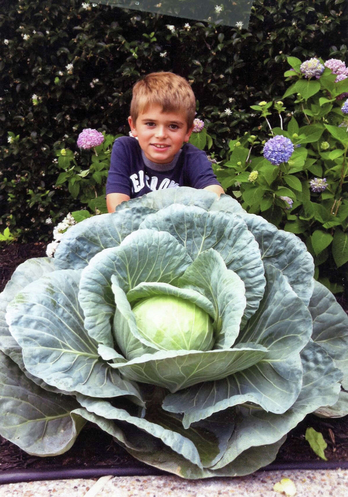 Giant cabbage growing competition introduces kids to gardening and ...