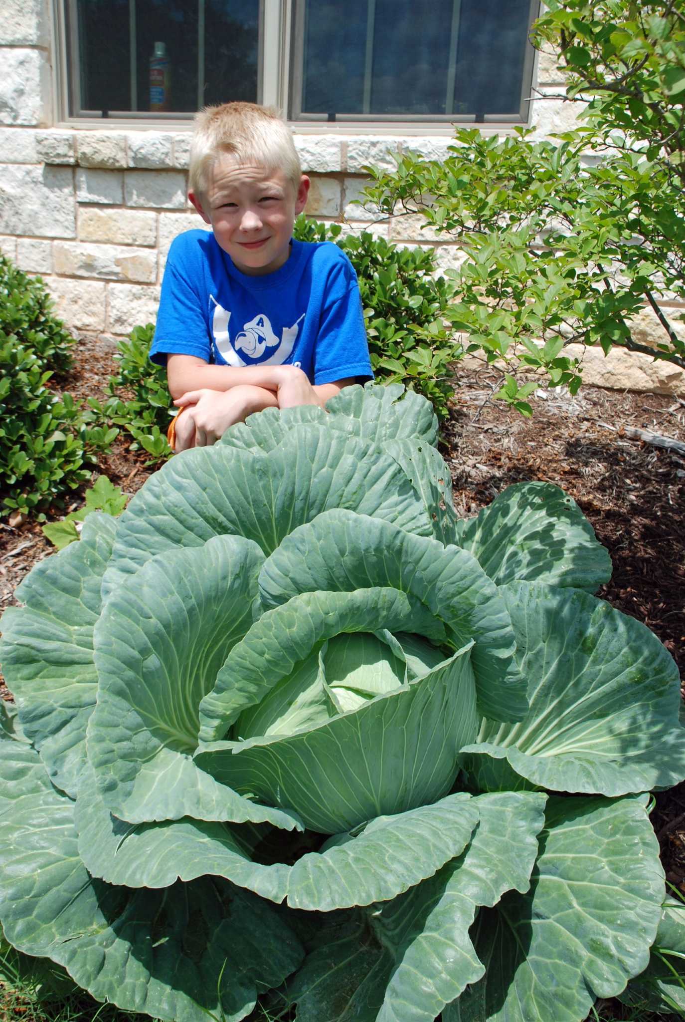 Giant cabbage growing competition introduces kids to gardening and ...