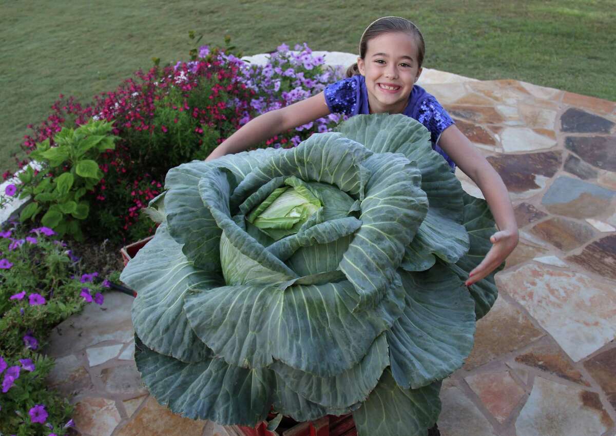 Giant cabbage growing competition introduces kids to gardening and ...