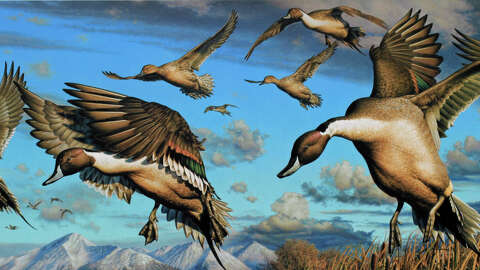 Outdoors: Da Vinci of duck stamps recreates magical moments