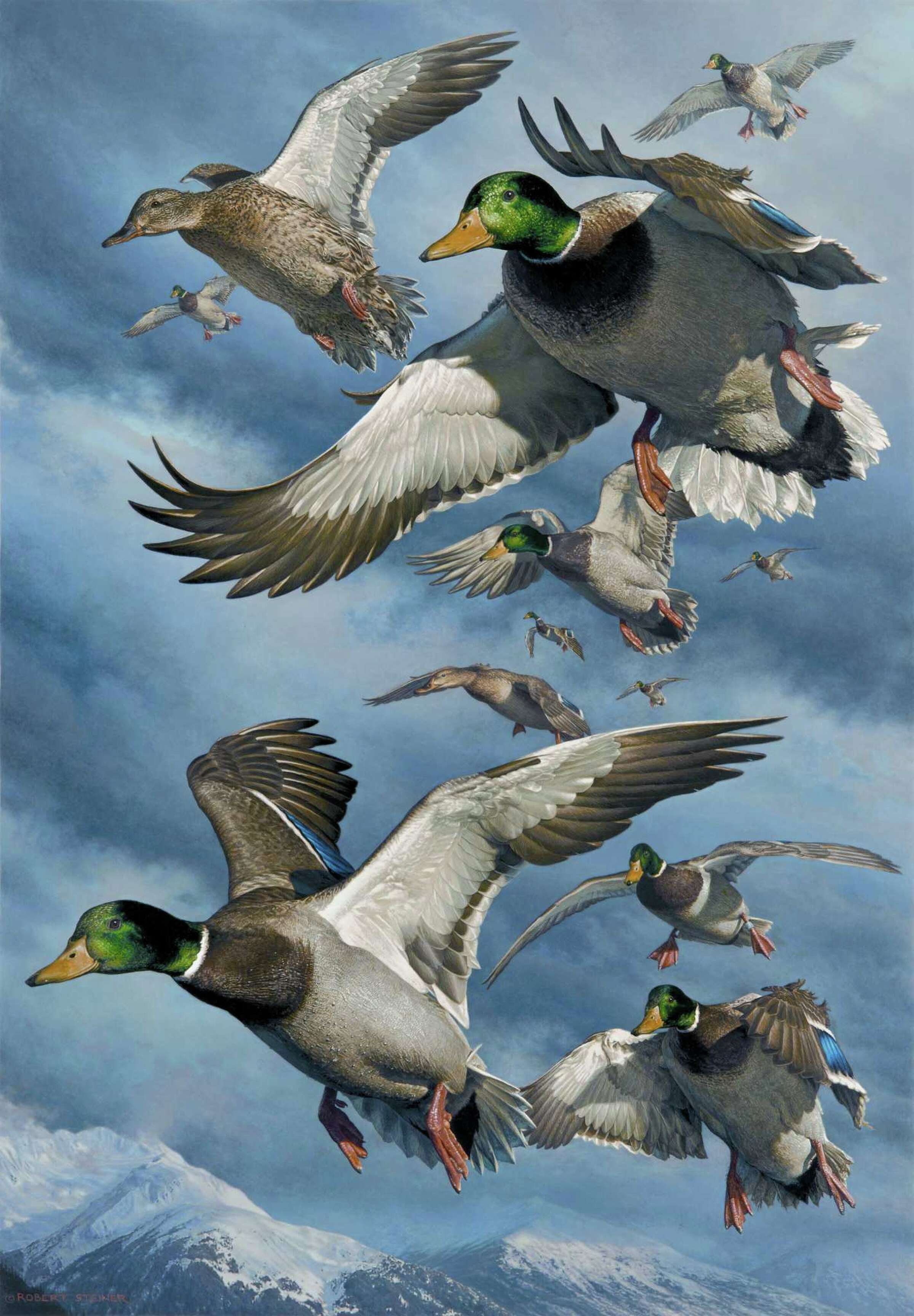 Outdoors: Da Vinci of duck stamps recreates magical moments