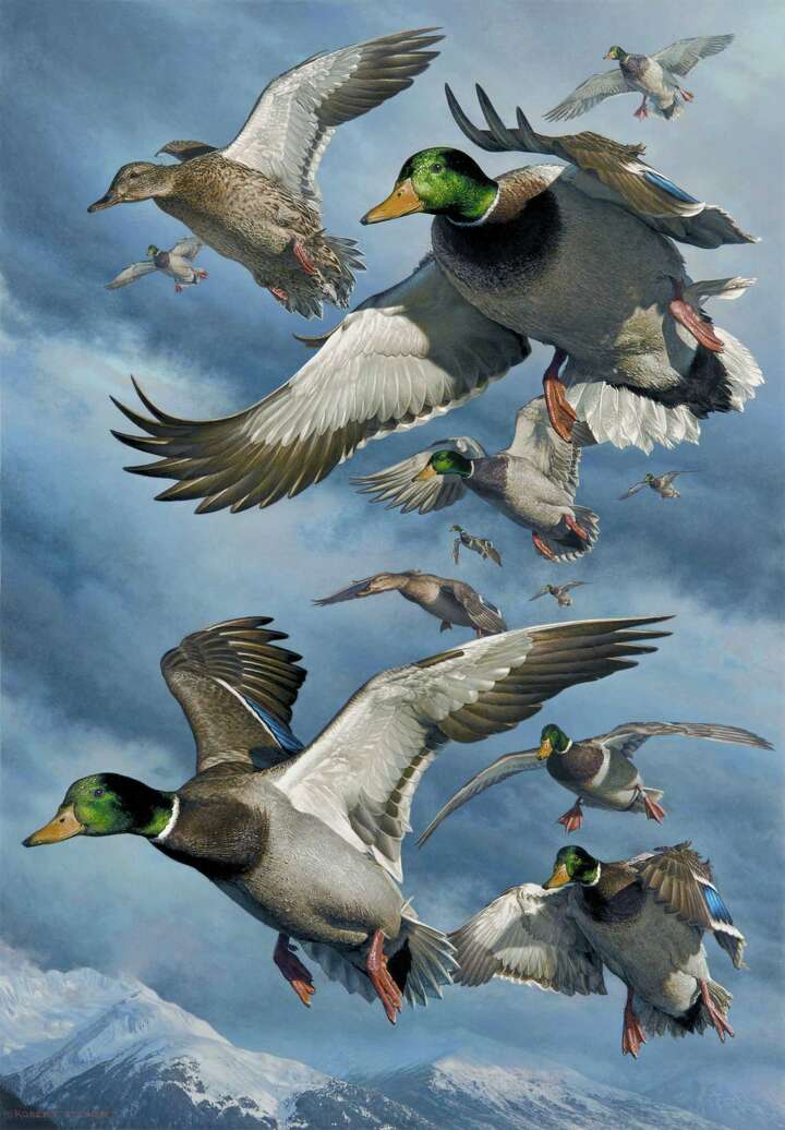 Outdoors: Da Vinci of duck stamps recreates magical moments