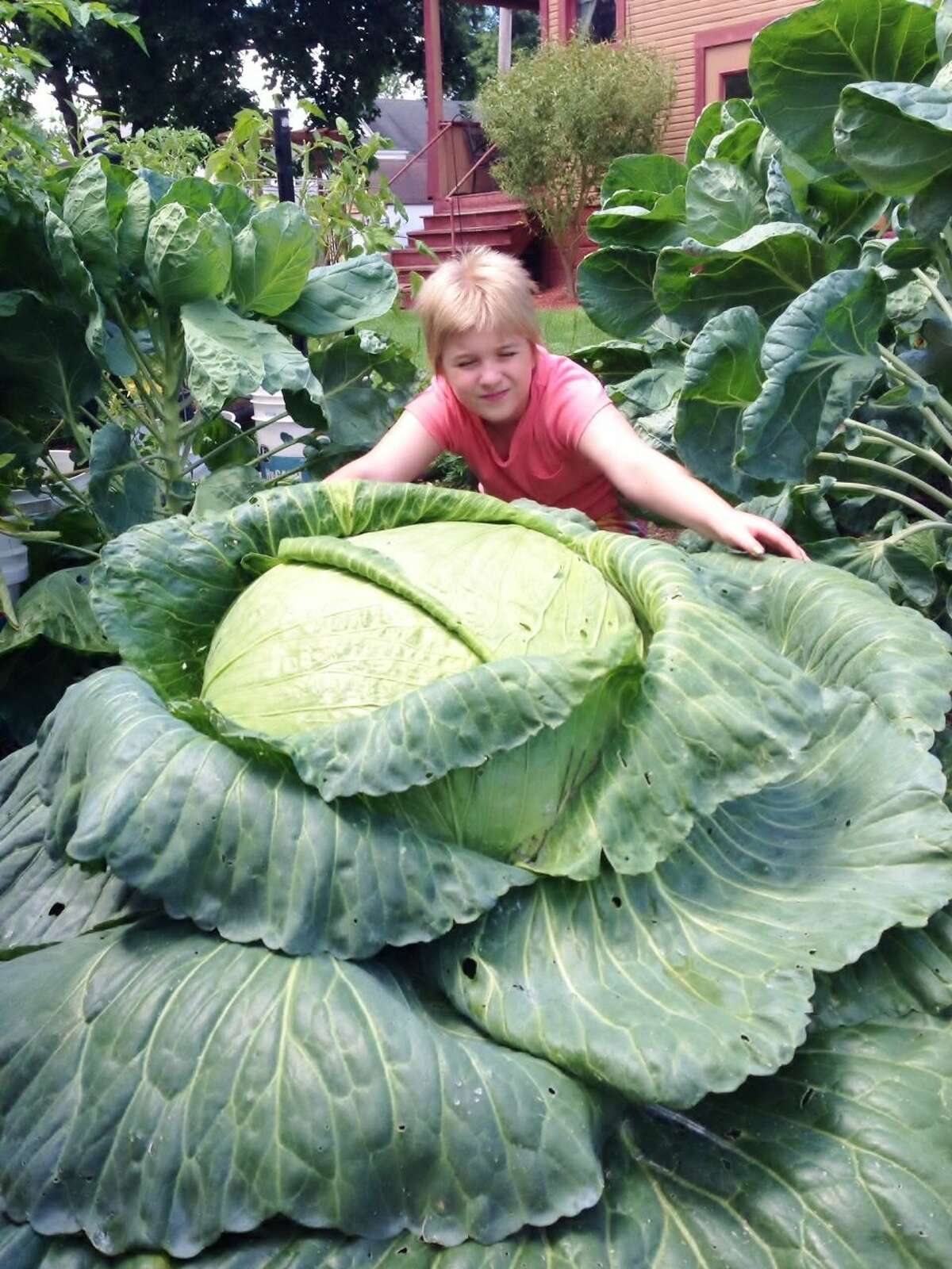 Giant cabbage growing competition introduces kids to gardening and ...