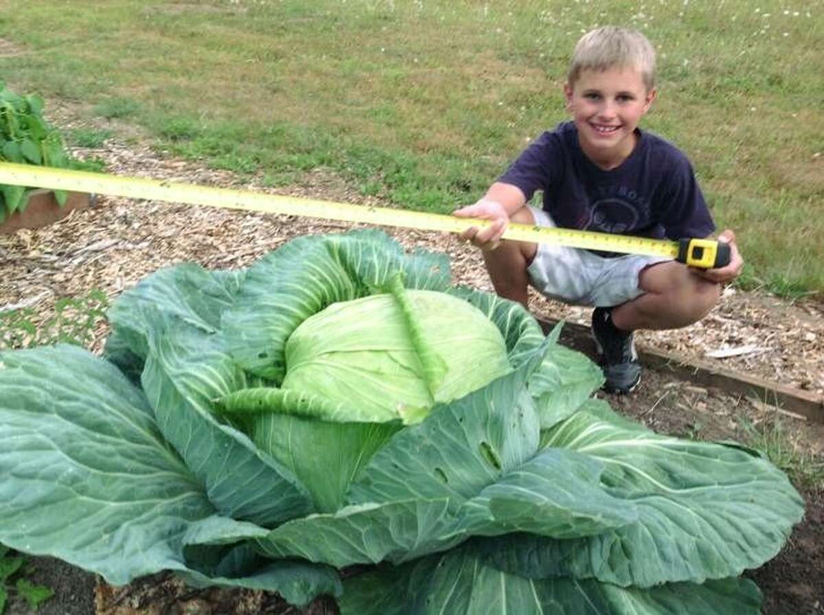 Giant cabbage growing competition introduces kids to gardening and ...