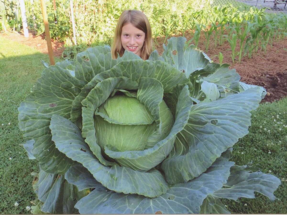 Giant cabbage growing competition introduces kids to gardening and ...