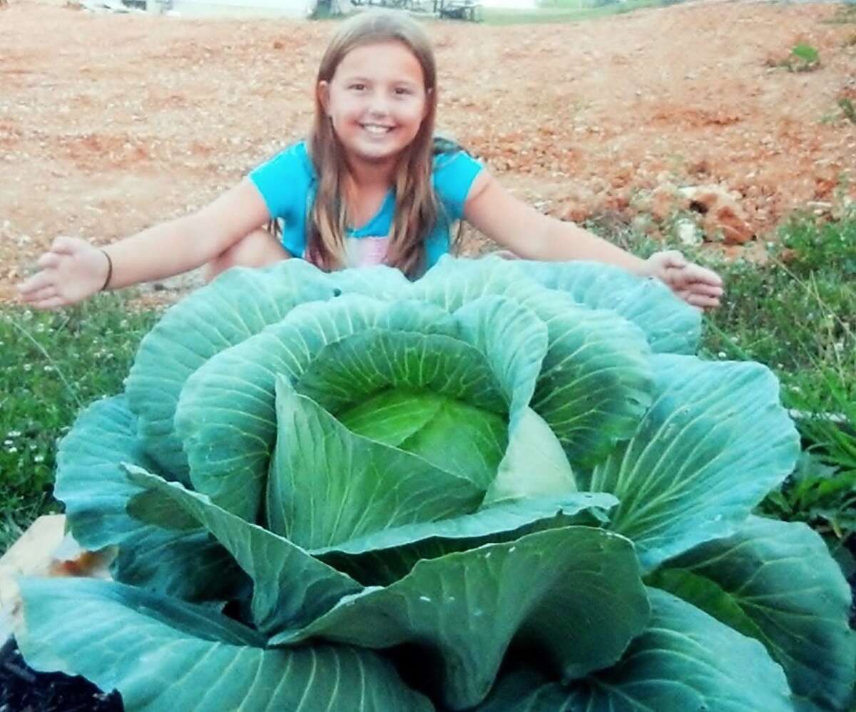 Giant cabbage growing competition introduces kids to gardening and ...