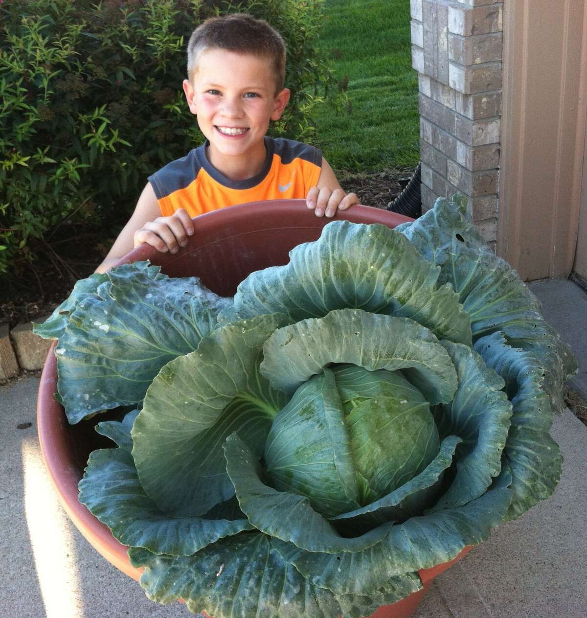 Giant cabbage growing competition introduces kids to gardening and ...