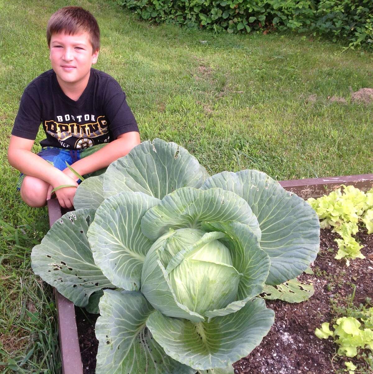 Giant cabbage growing competition introduces kids to gardening and ...